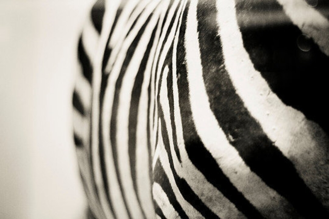 Zebra Print Wall Art Abstract Fine Art Photography Grey Black and White ...