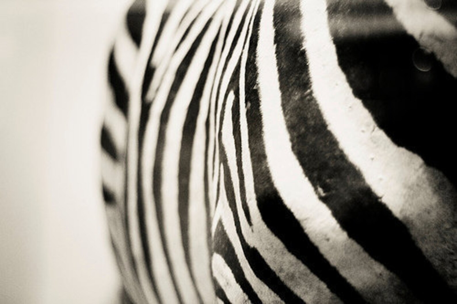 Zebra Print Wall Art Abstract Fine Art Photography Grey Black and White ...