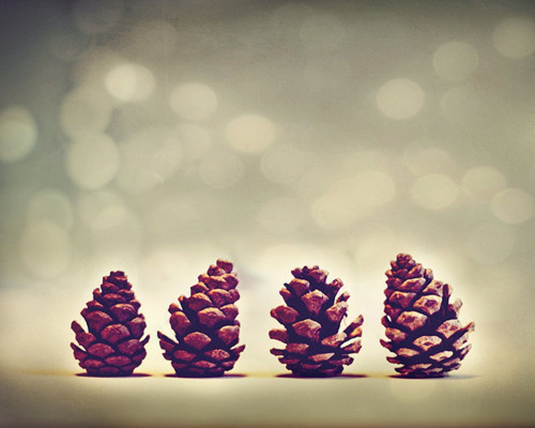 Nature Photography: Pine Cones Fine Art Winter Nature Photography ...