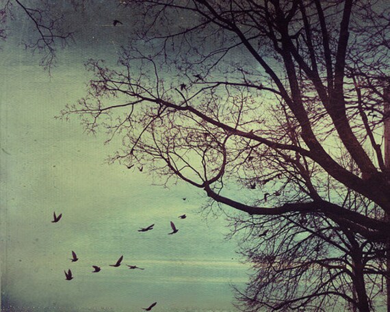 Bird Tree Art: Birds in Flight Fine Art Photography Nature | Etsy