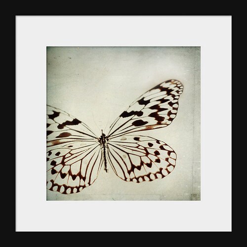 Still Life Photography Butterfly Print: Le Papillon Fine Art ...