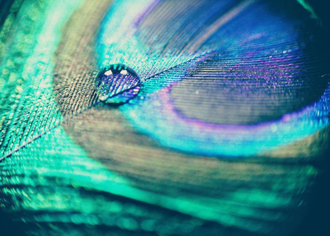 Still Life Photography Peacock Feather and Water Drop Macro Fine Art ...