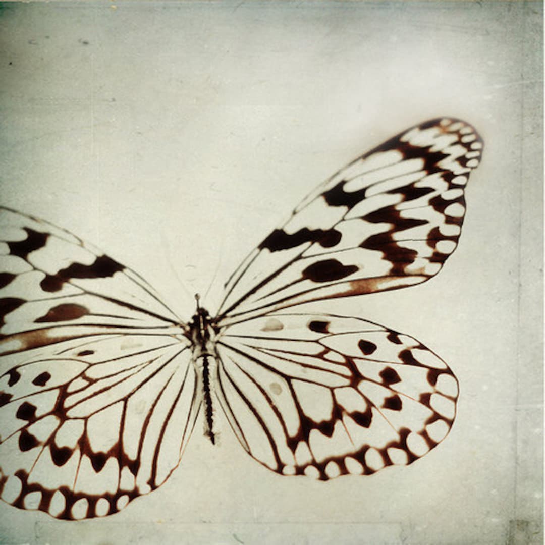 Still Life Photography Butterfly Print: Le Papillon Fine Art ...