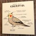 Anatomy of A Cockatiel Card - Etsy