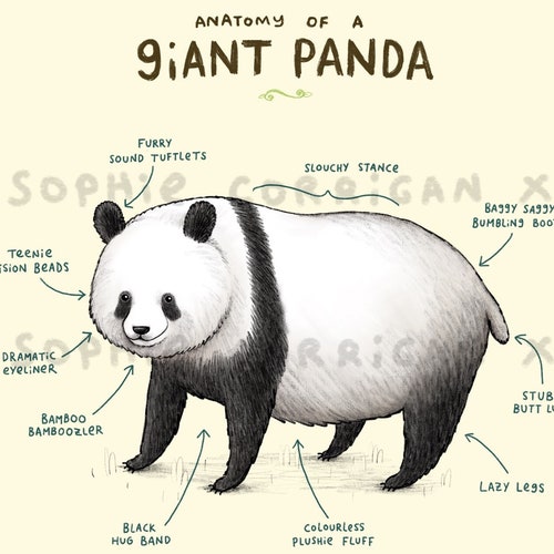 Anatomy of a Red Panda Signed Art Print - Etsy