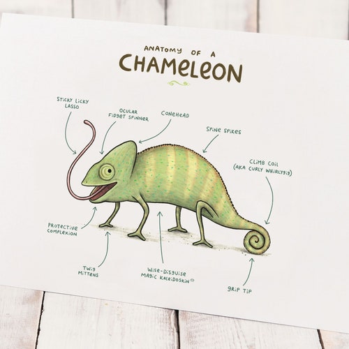 Anatomy of A Chameleon A4 Signed Print - Etsy