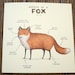 Anatomy of A Fox Card - Etsy