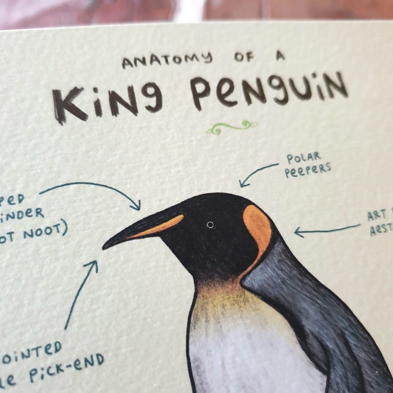 Anatomy of a Penguin Card: Scientific Animal Illustration - Etsy