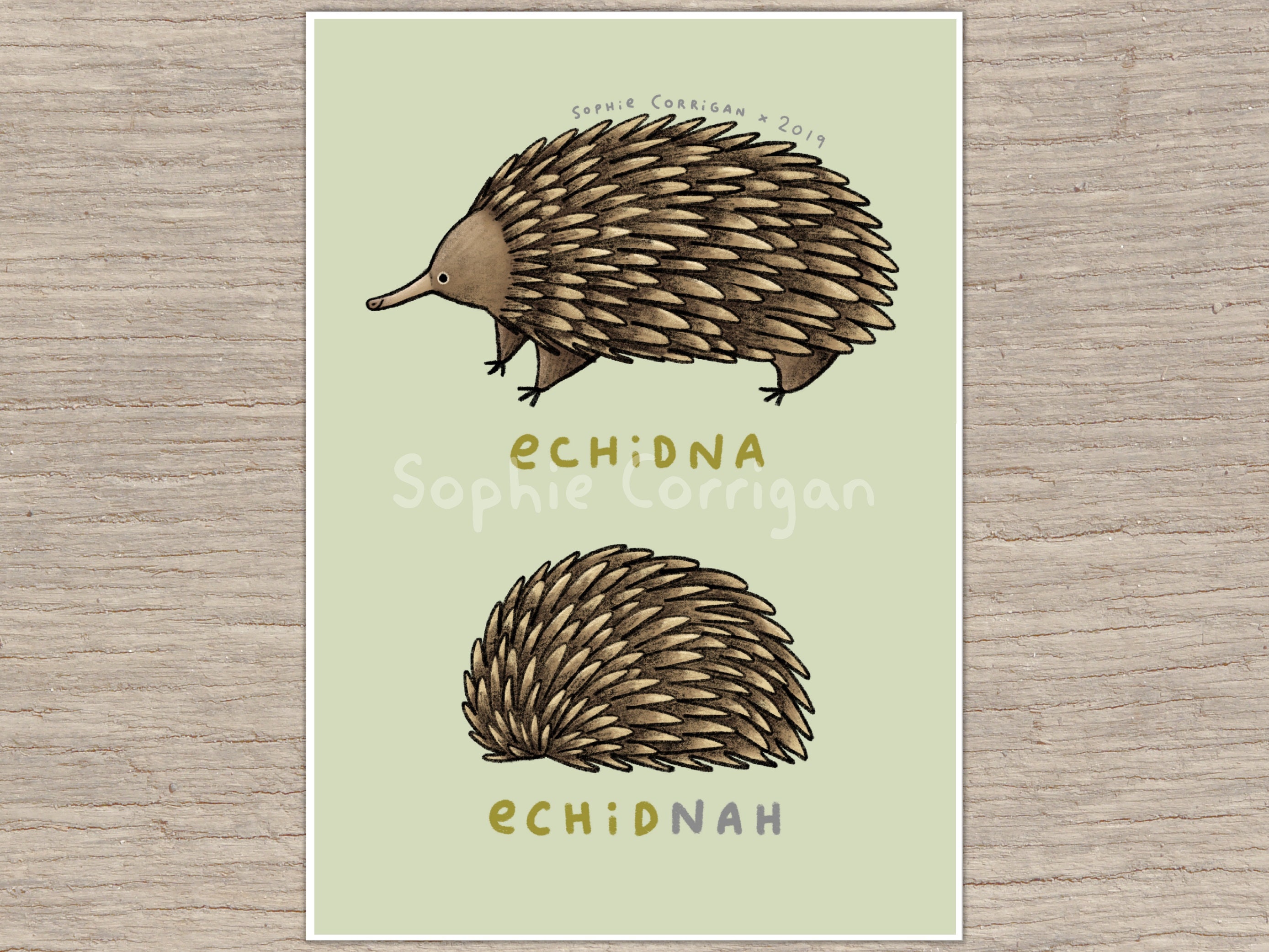 Preschool Crafts For Echidna