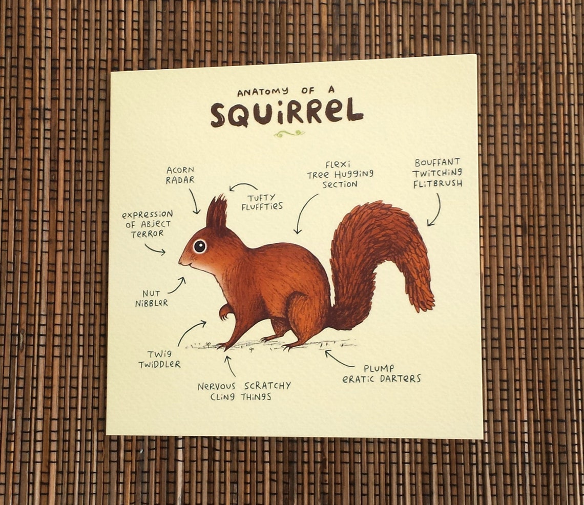 Anatomy of A Squirrel Card - Etsy