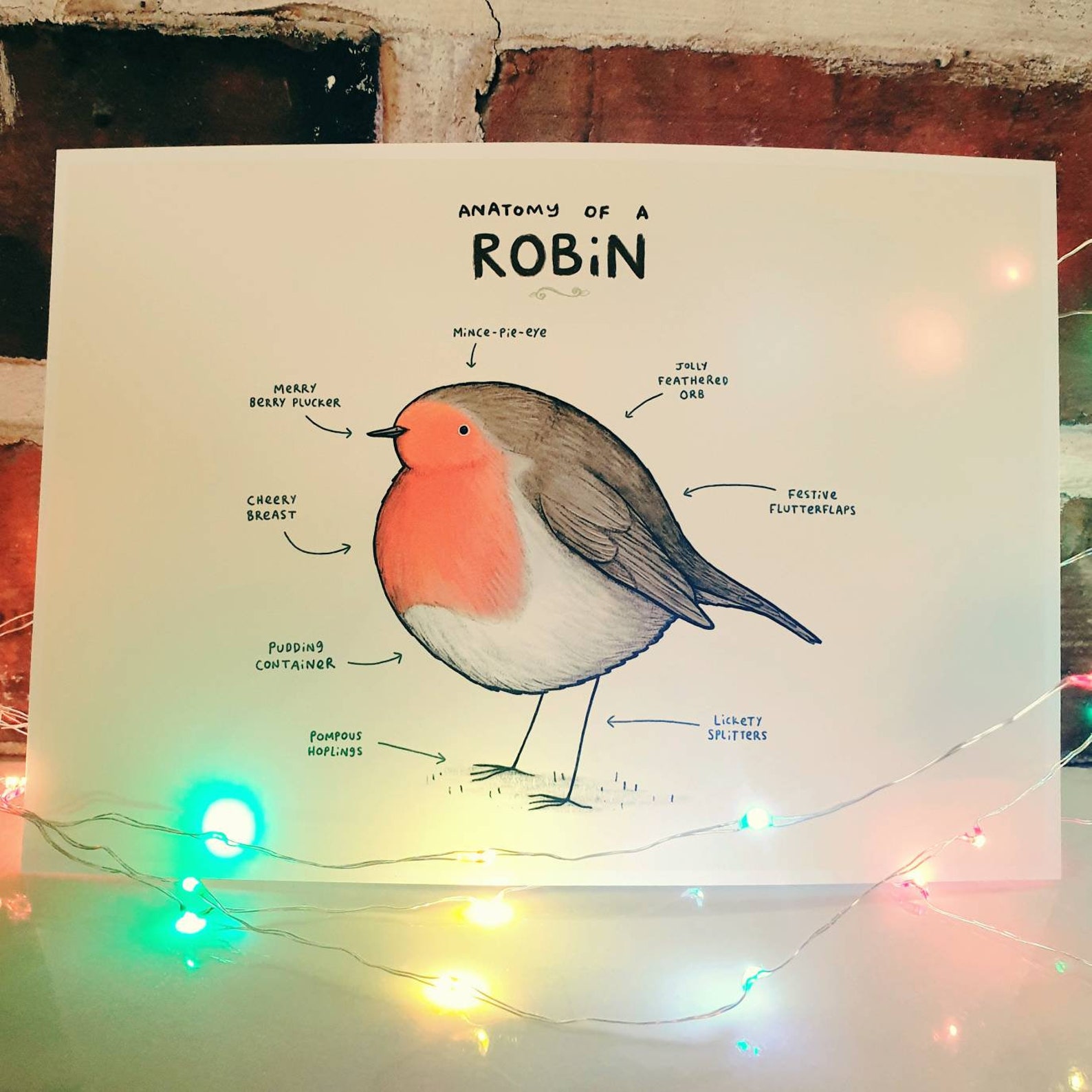 Anatomy of a Robin Signed Art Print - Etsy