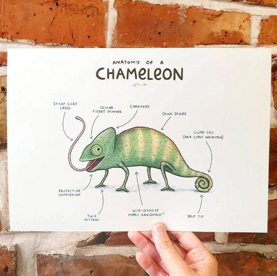 Chameleon Anatomy