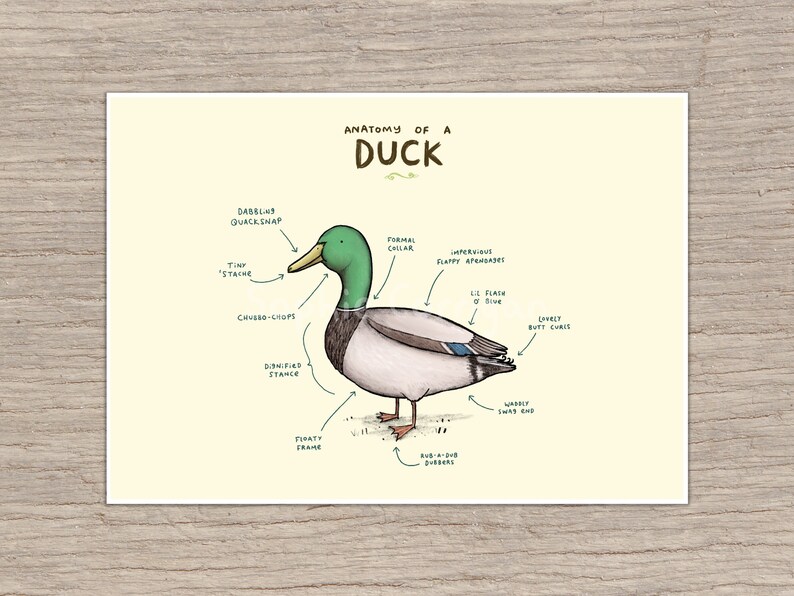 Anatomy of a Duck Signed Art Print | Etsy