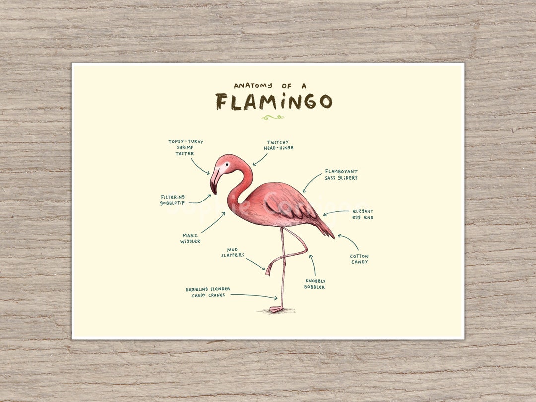 Anatomy of a Flamingo Signed Art Print - Etsy