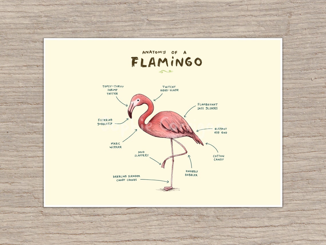 Anatomy of a Flamingo Signed Art Print - Etsy
