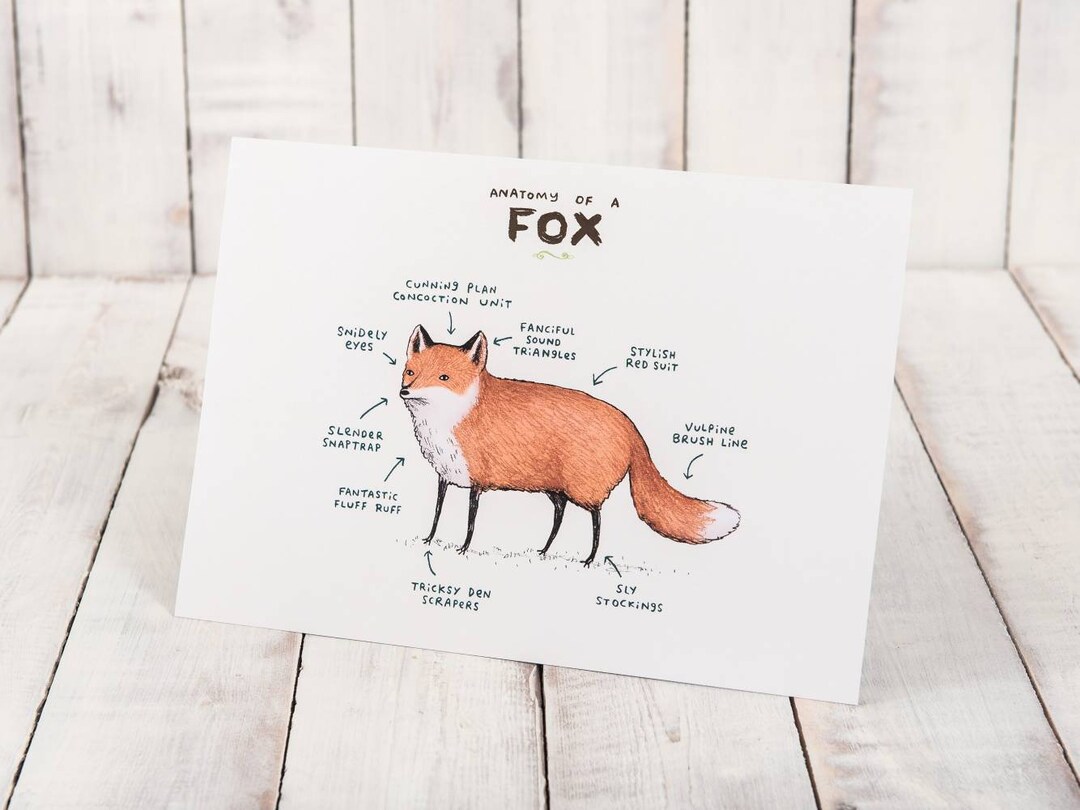 Anatomy of A Fox A4 Signed Print - Etsy
