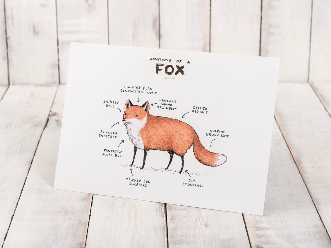 Anatomy Of A Fox A4 Signed Print | Etsy