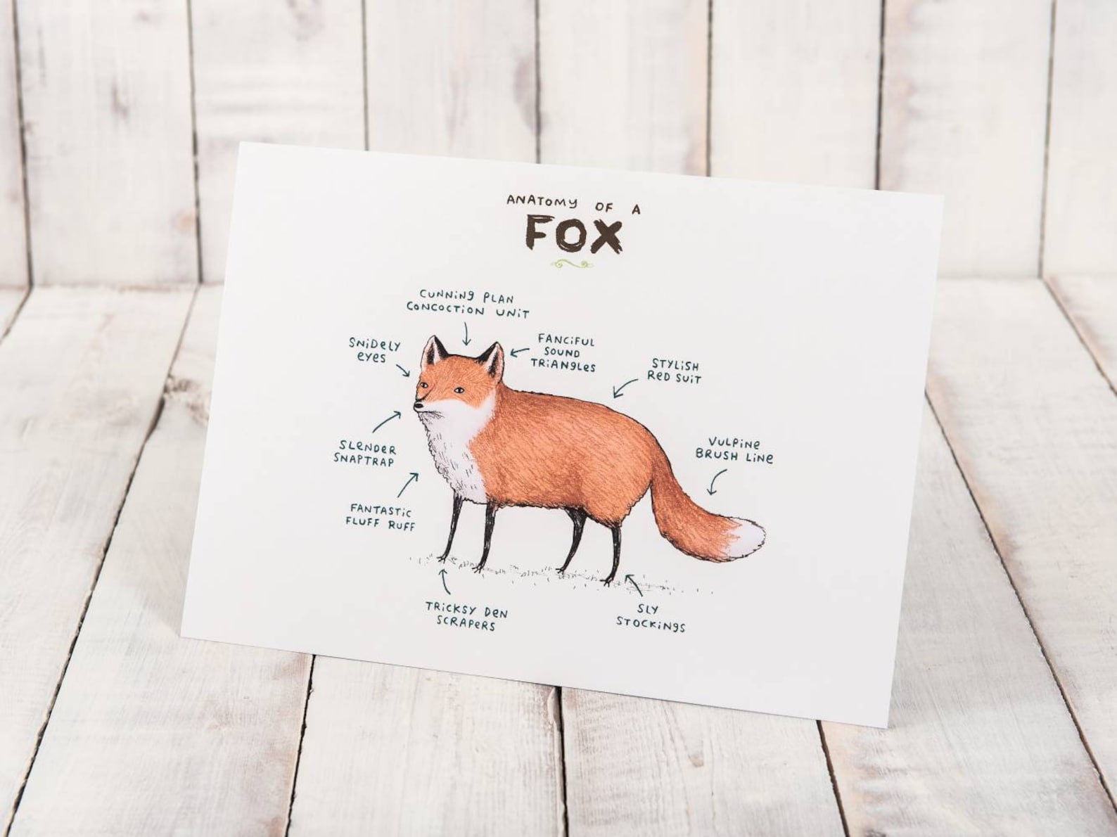 Anatomy Of A Fox A4 Signed Print | Etsy