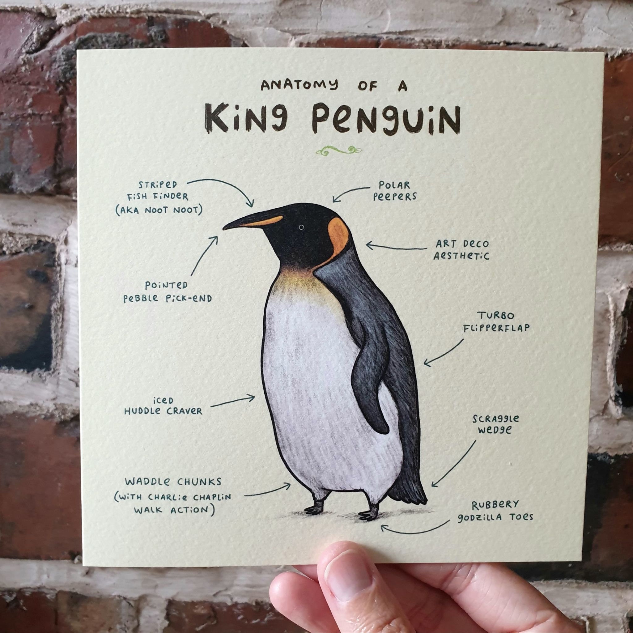 Anatomy of A Penguin Card Scientific Anatomical Animal - Etsy UK