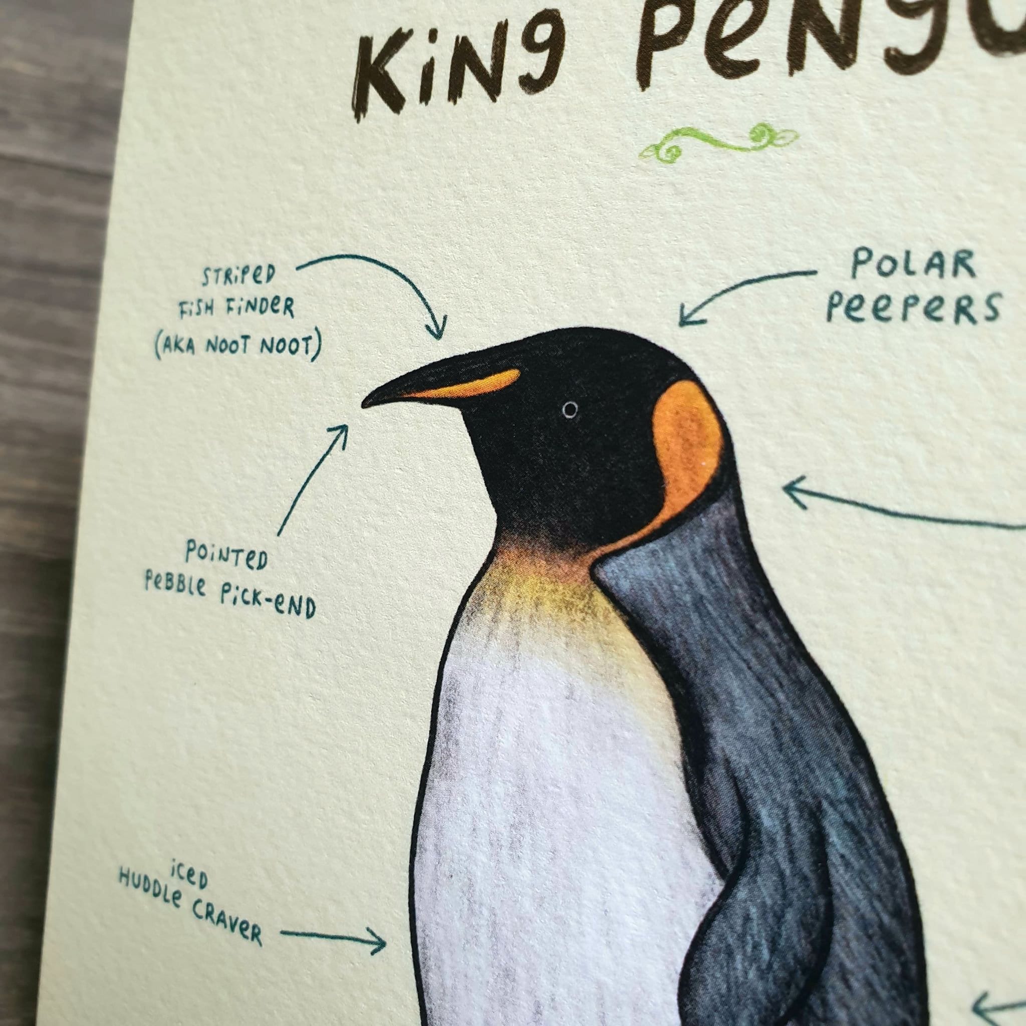 Anatomy of A Penguin Card Scientific Anatomical Animal - Etsy UK