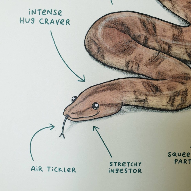 Anatomy of A Boa Constrictor Snake A4 Signed Print - Etsy