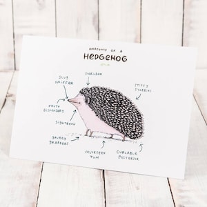 Anatomy of A Hedgehog A4 Signed Print Hedgehogs Tenrecs Cute Funny ...