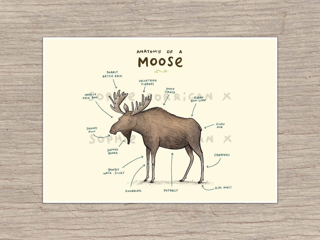 Anatomy of a Moose Signed Art Print - Etsy