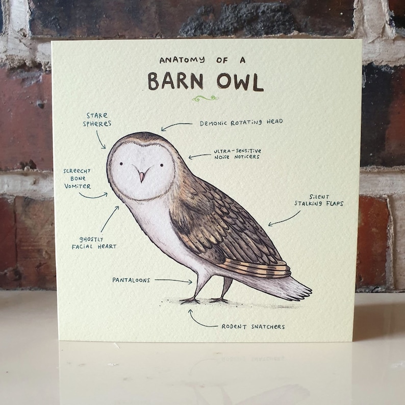 Anatomy of a Barn Owl Card: Scientific Animal Illustration - Etsy