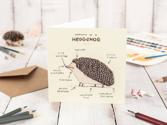 Anatomy Of A Hedgehog Card | Etsy