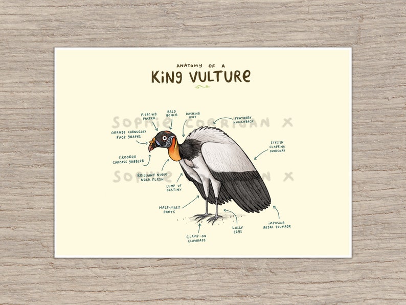 Anatomy of A King Vulture Signed Art Print - Etsy