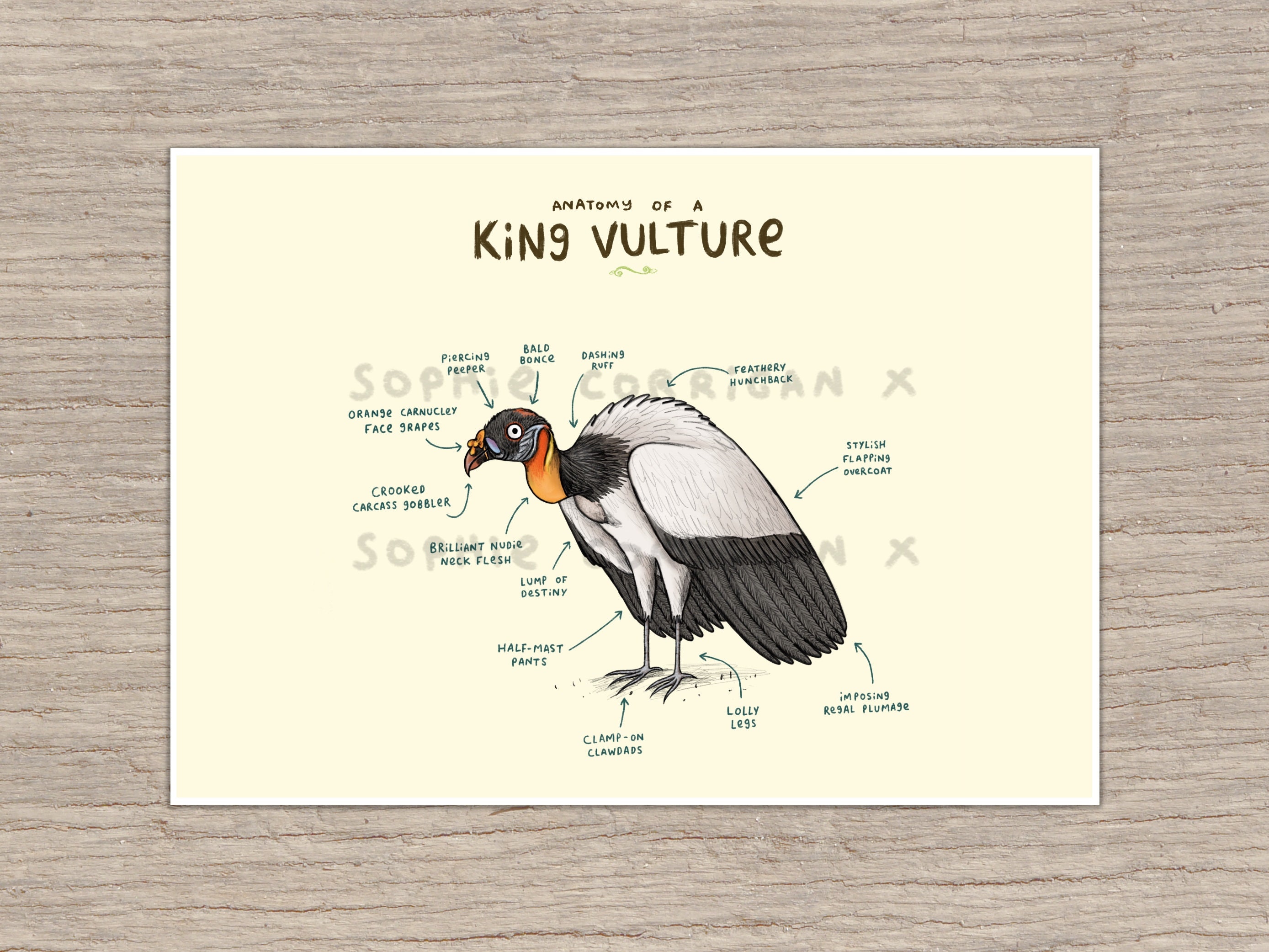 Anatomy of A King Vulture Signed Art Print - Etsy