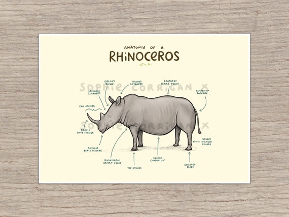 Anatomy of a Rhinoceros Signed Art Print - Etsy