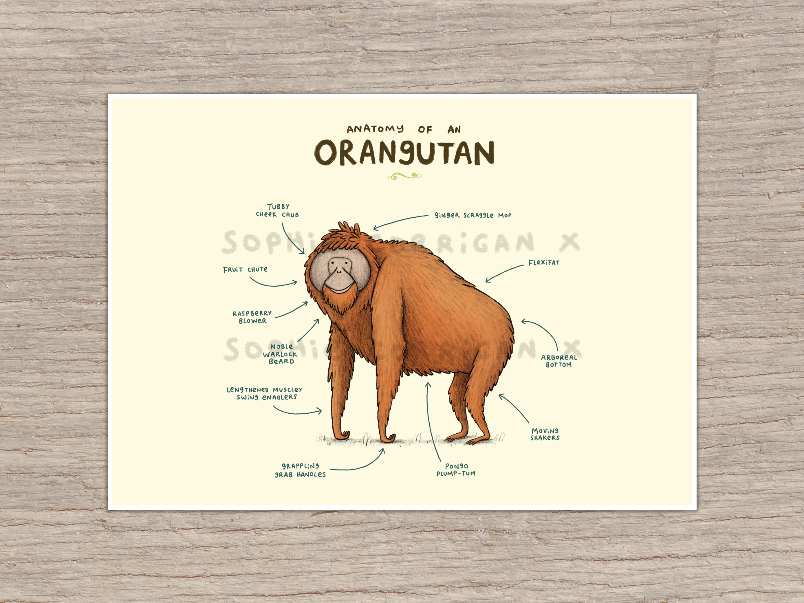 Anatomy of an Orangutan Signed Art Print | Etsy UK