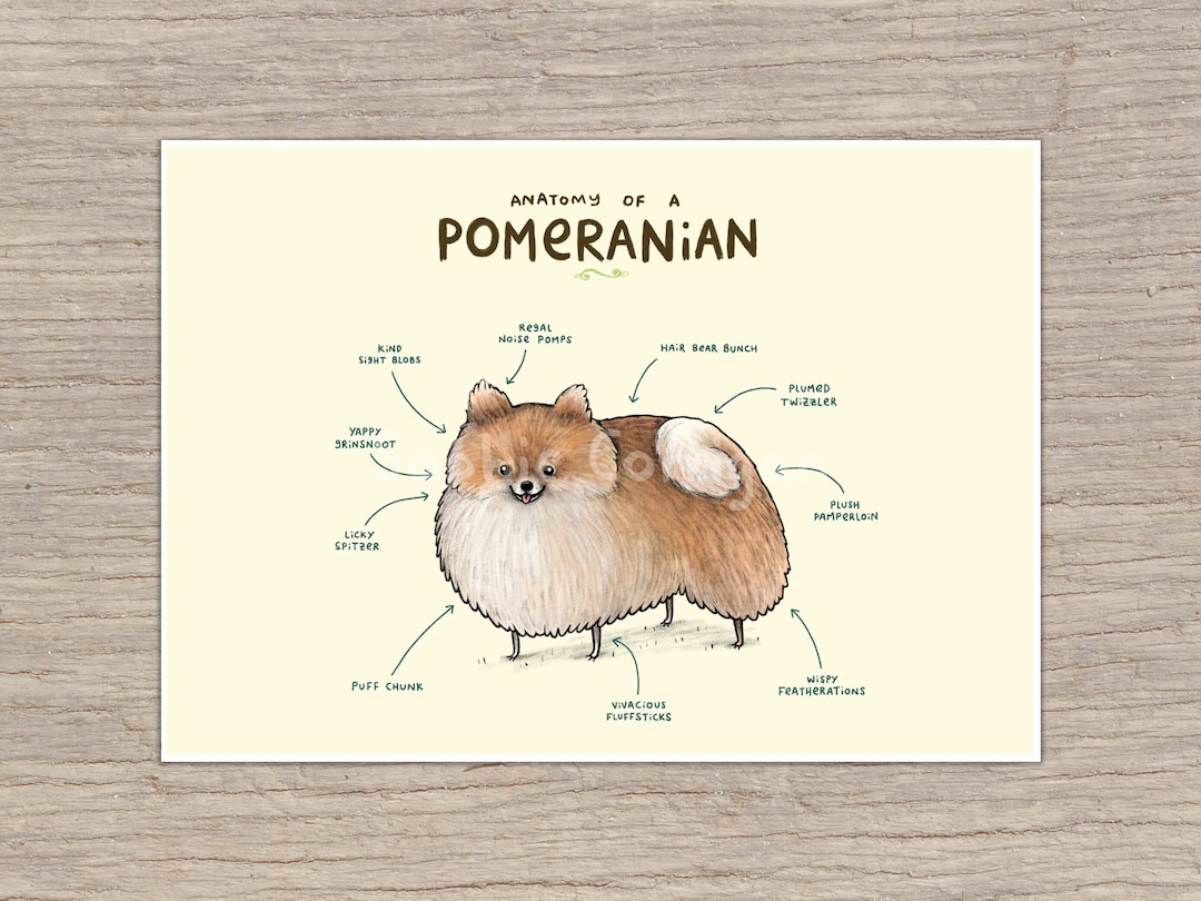 Anatomy of a Pomeranian Art Print: Signed Dog Illustration - Etsy