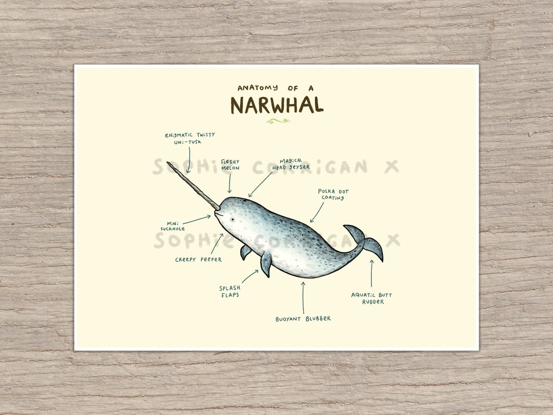 Anatomy of a Narwhal Signed Art Print - Etsy