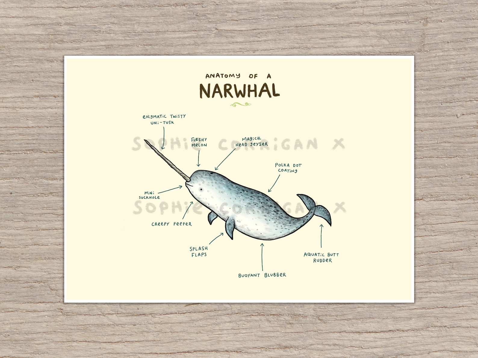 Anatomy of a Narwhal Signed Art Print - Etsy