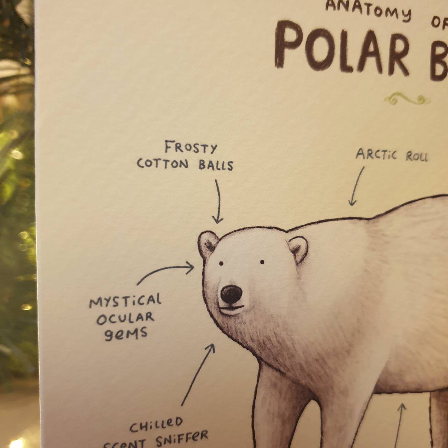 Anatomy of A Polar Bear Card - Etsy UK