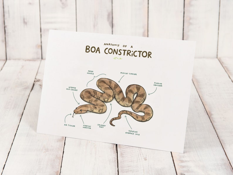 Anatomy of A Boa Constrictor Snake A4 Signed Print - Etsy
