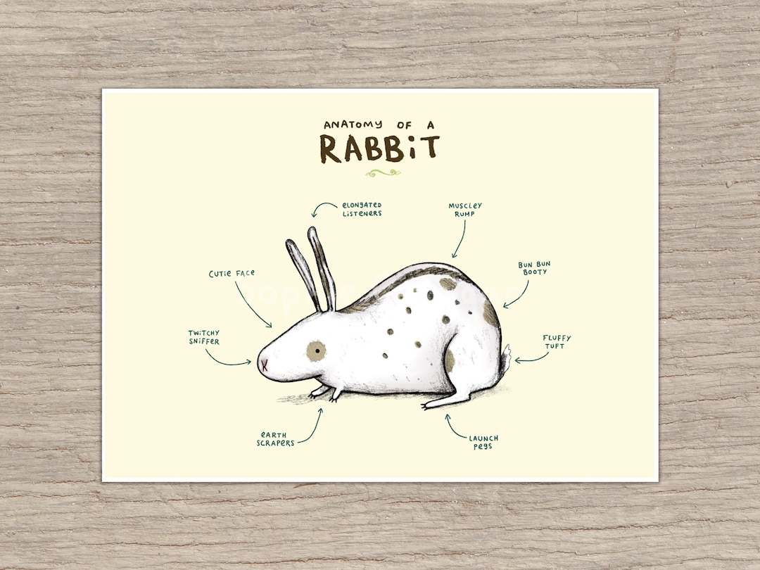 Anatomy of a Rabbit Signed Fine Art Print - Cute Rabbits Wall Art Funny ...