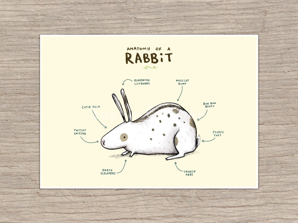 Anatomy of a Rabbit Signed Fine Art Print - Cute Rabbits Wall Art Funny ...