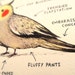 Anatomy of A Cockatiel Card - Etsy