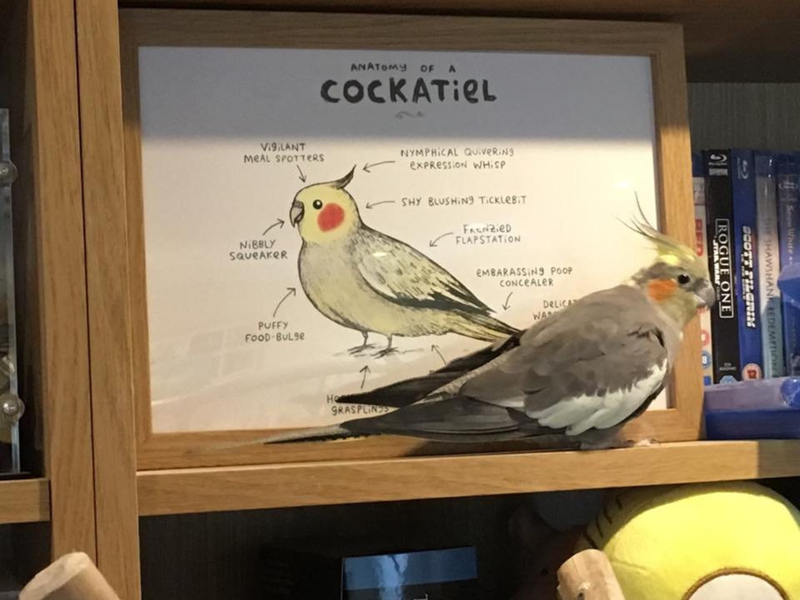 Anatomy of A Cockatiel Bird A4 Signed Print - Etsy