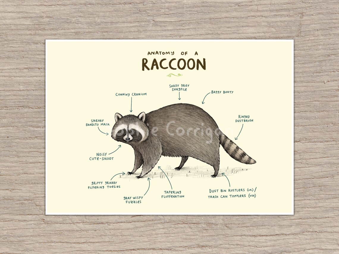 Anatomy of a Raccoon Signed Fine Art Print - Etsy