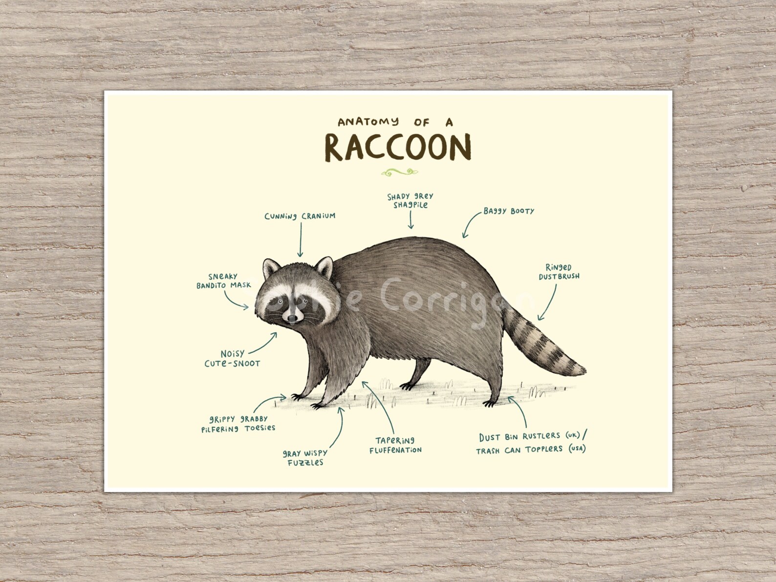 Anatomy of a Raccoon Signed Fine Art Print - Etsy