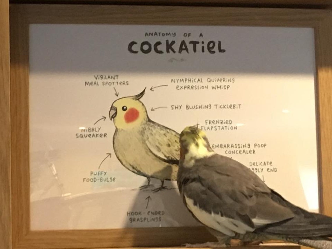 Anatomy of A Cockatiel Bird A4 Signed Print - Etsy