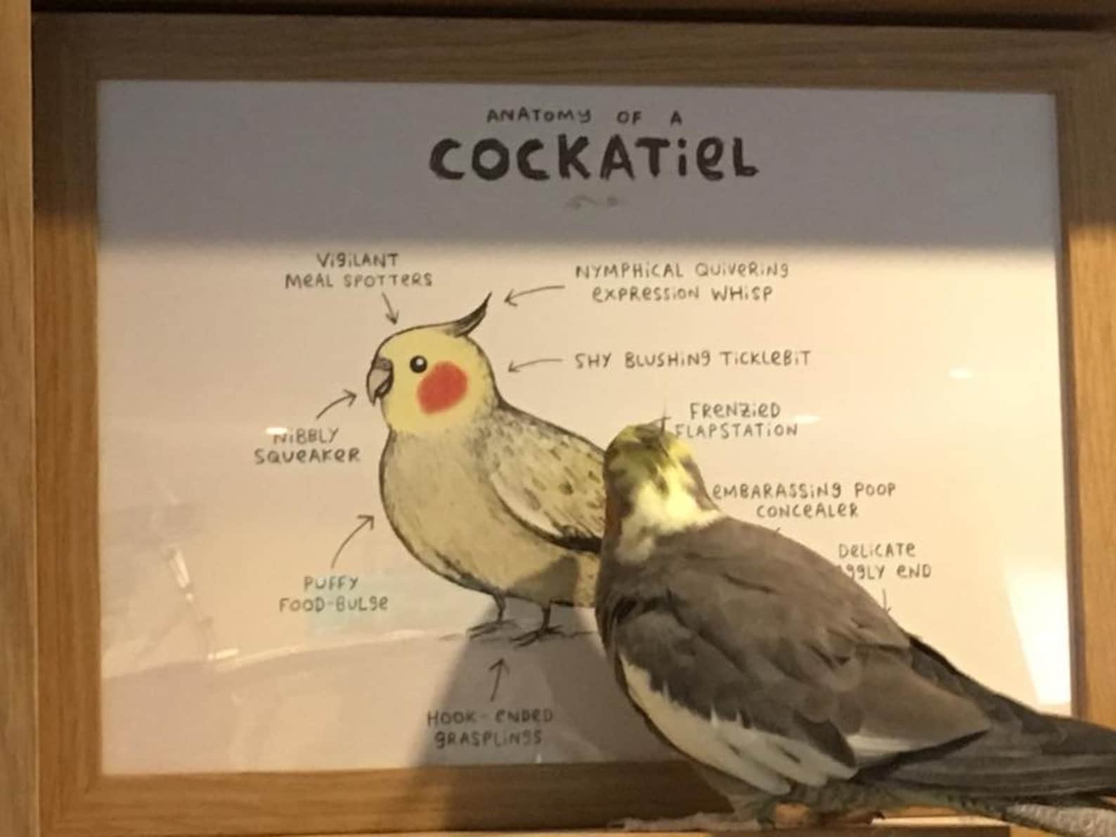 Anatomy of A Cockatiel Bird A4 Signed Print - Etsy