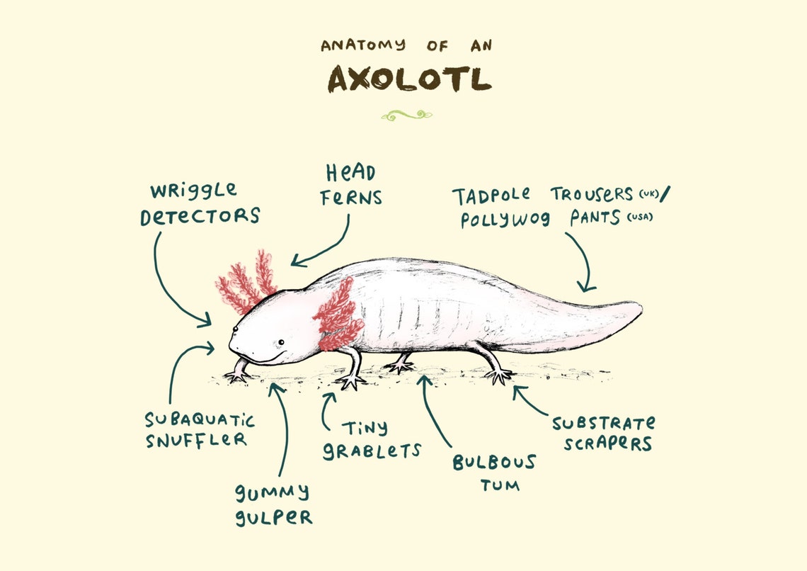 Anatomy of an Axolotl A4 Signed Print - Etsy