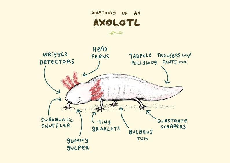 Anatomy of an Axolotl A4 Signed Print - Etsy UK