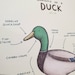 Anatomy of A Duck Card - Etsy