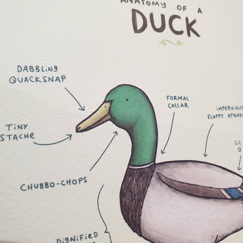 Anatomy of A Duck Card - Etsy